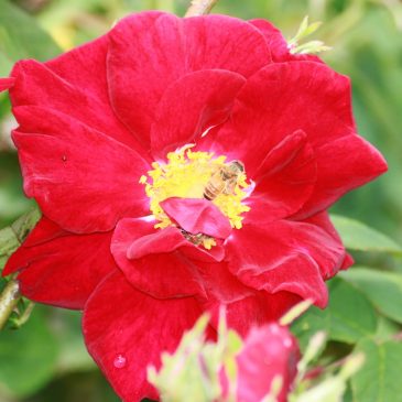 True old-fashioned – Grassroots Rose Nursery