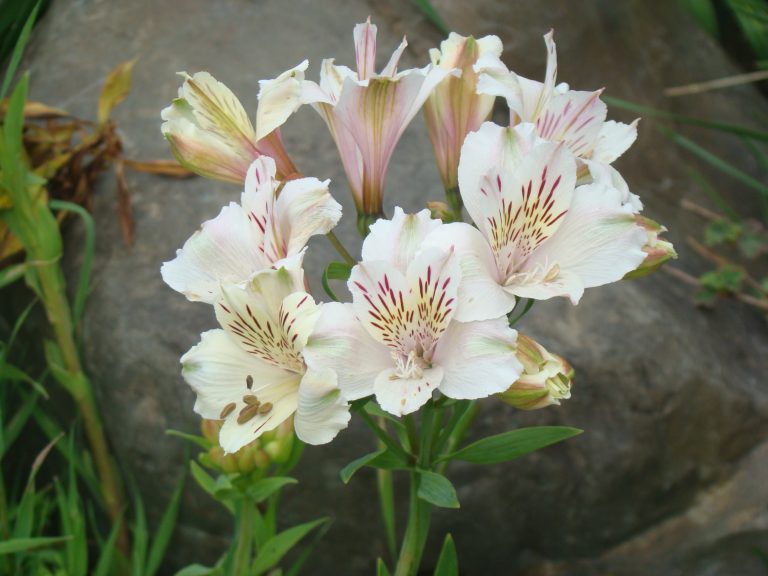 alstroemeria, white flowers – Grassroots Rose Nursery