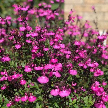 Salvias – Grassroots Rose Nursery
