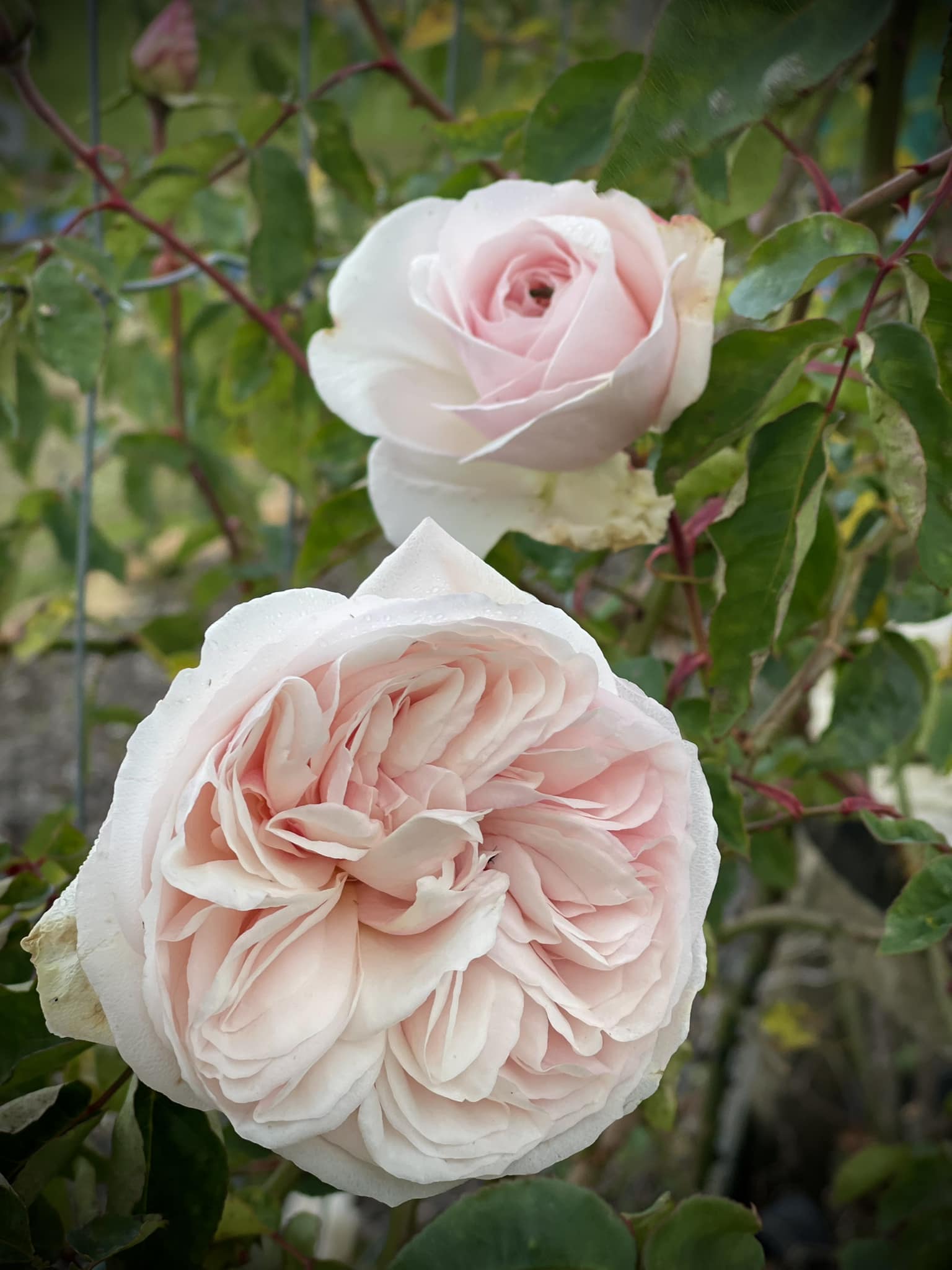 Blog – Grassroots Rose Nursery