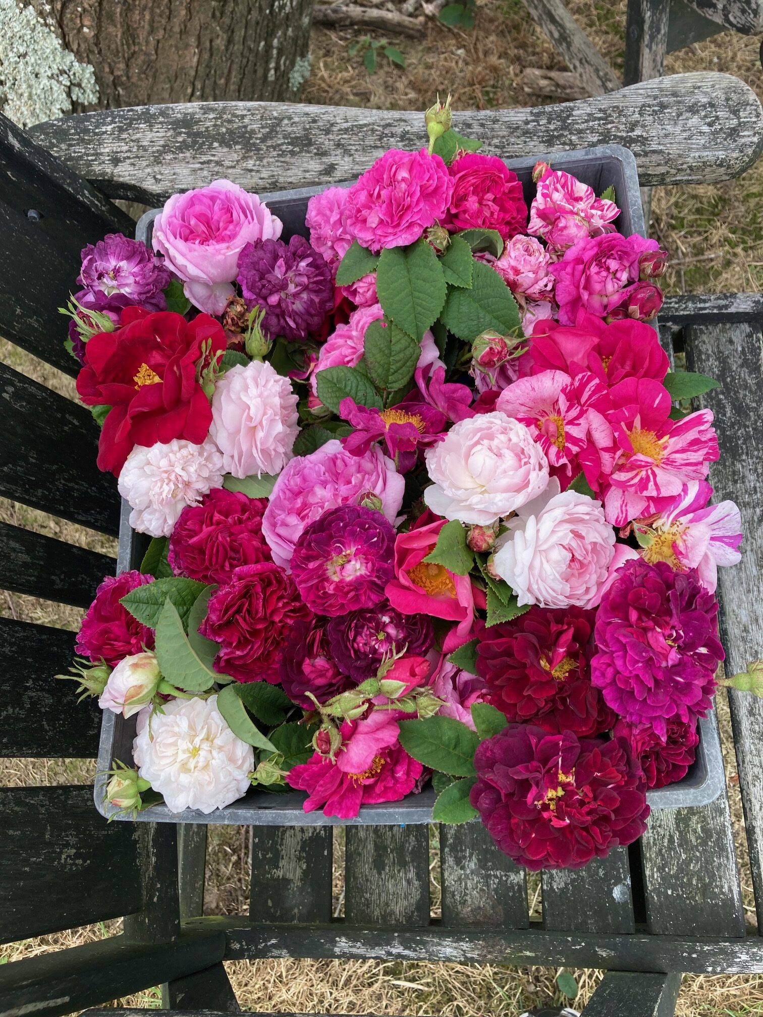 True old-fashioned – Grassroots Rose Nursery